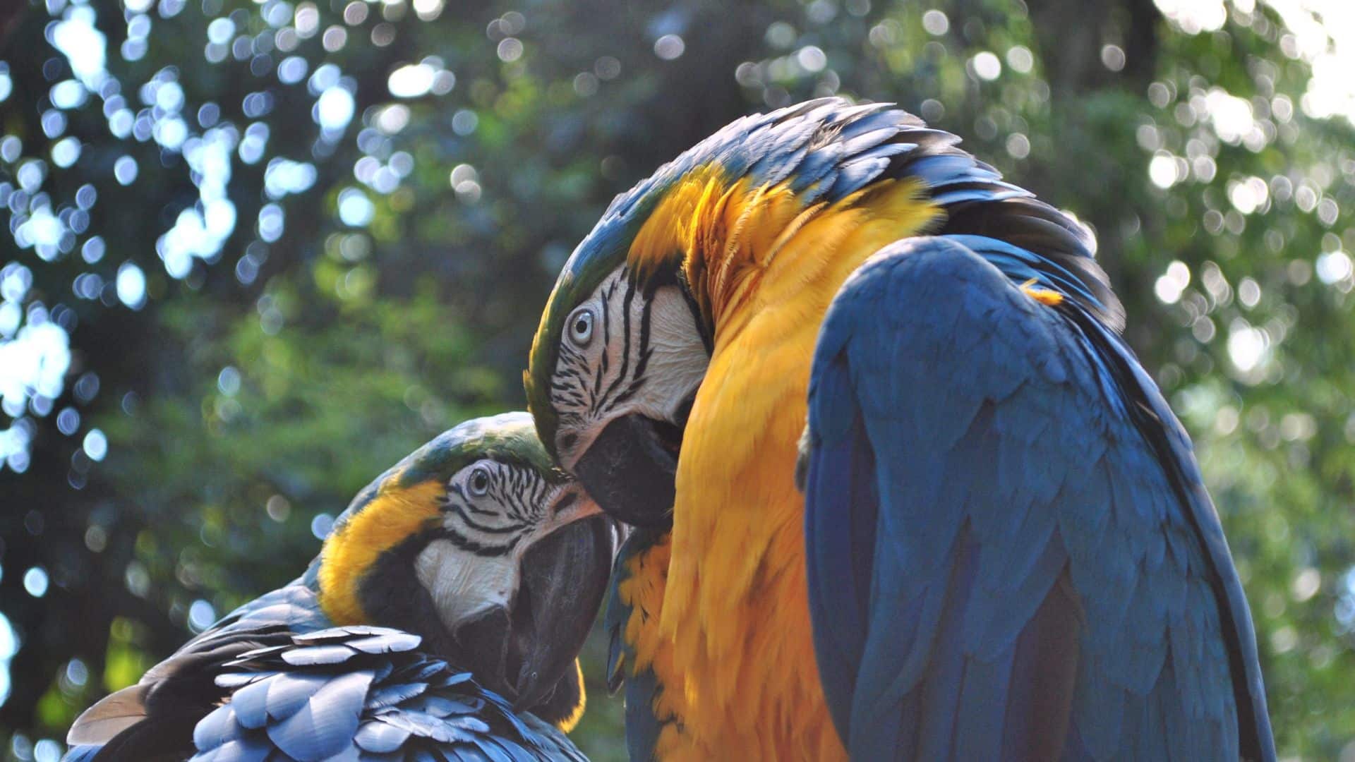 Arara-azul: o animal mais fiel do Pantanal - Turismo Mato Grosso
