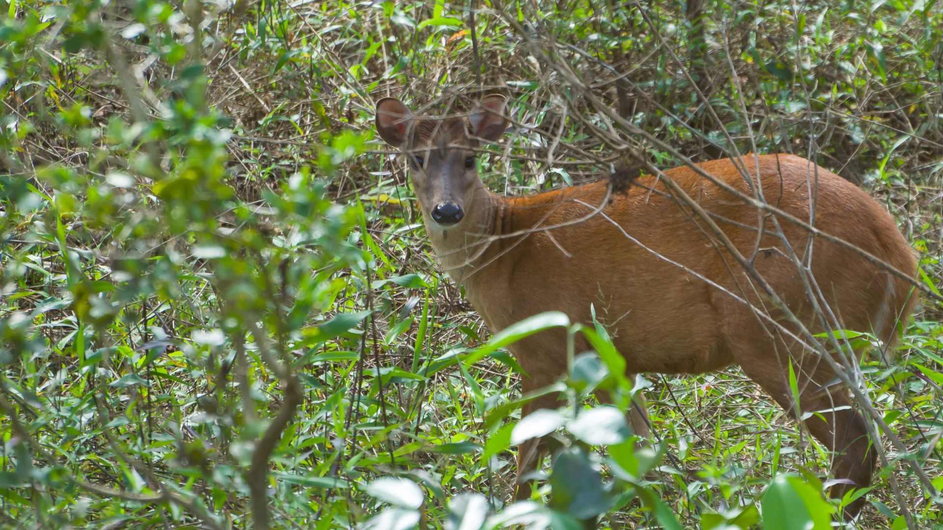 11 Animais Do Pantanal Para Você Conhecer Turismo Mato Grosso