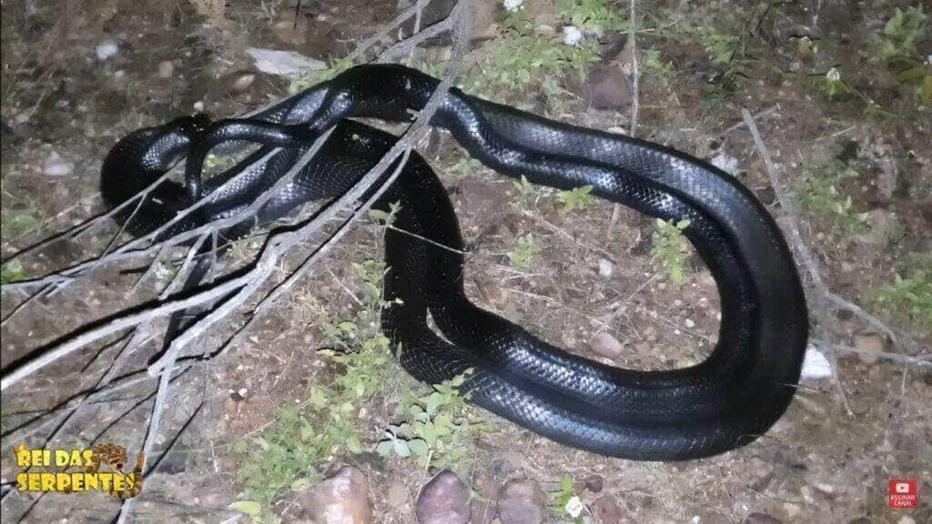 INÉDITO; namoro de cobra muçurana termina mau