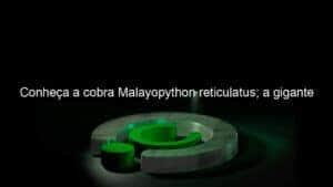 Conheça a cobra Malayopython reticulatus; a gigante - CenárioMT
